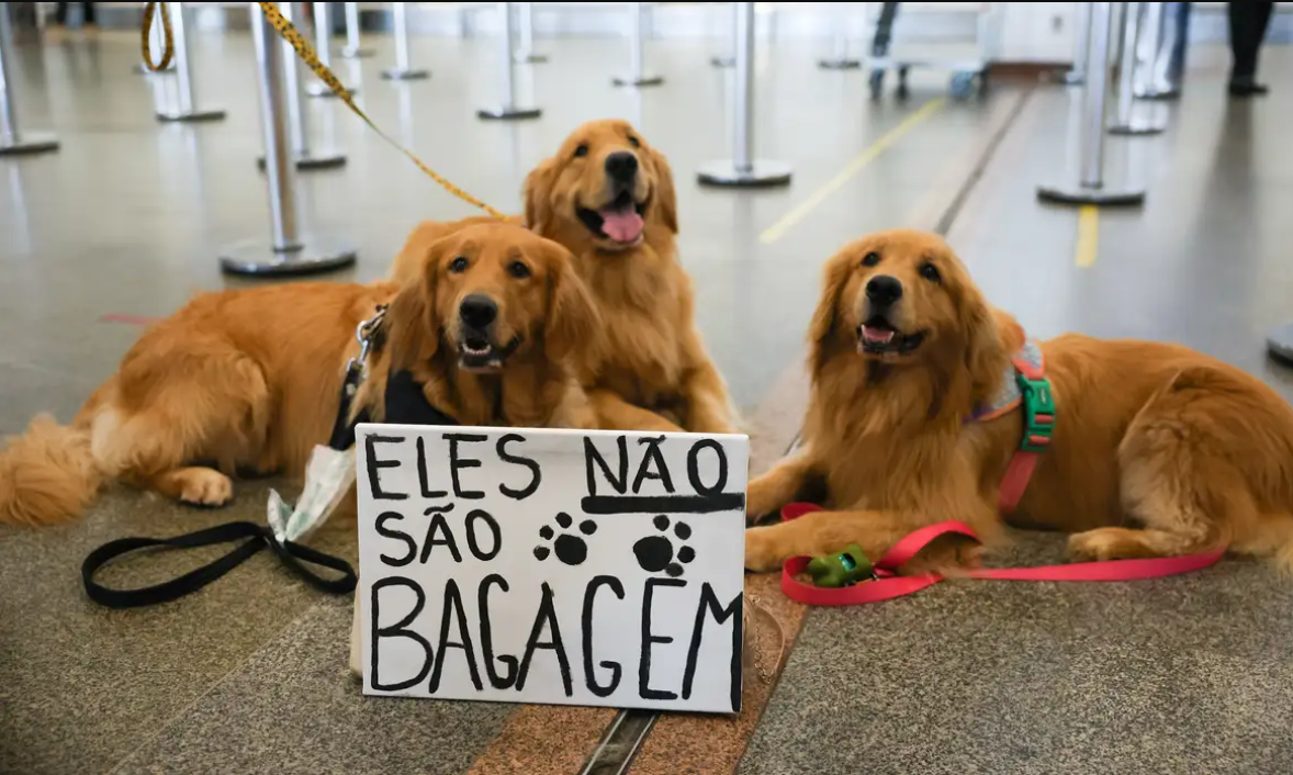 Morte de Joca reacende a discussão sobre o transporte aéreo de animais ...